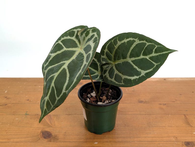 Anthurium Forgetii X Silver Blush - Assorted 4" Pots - Etsy