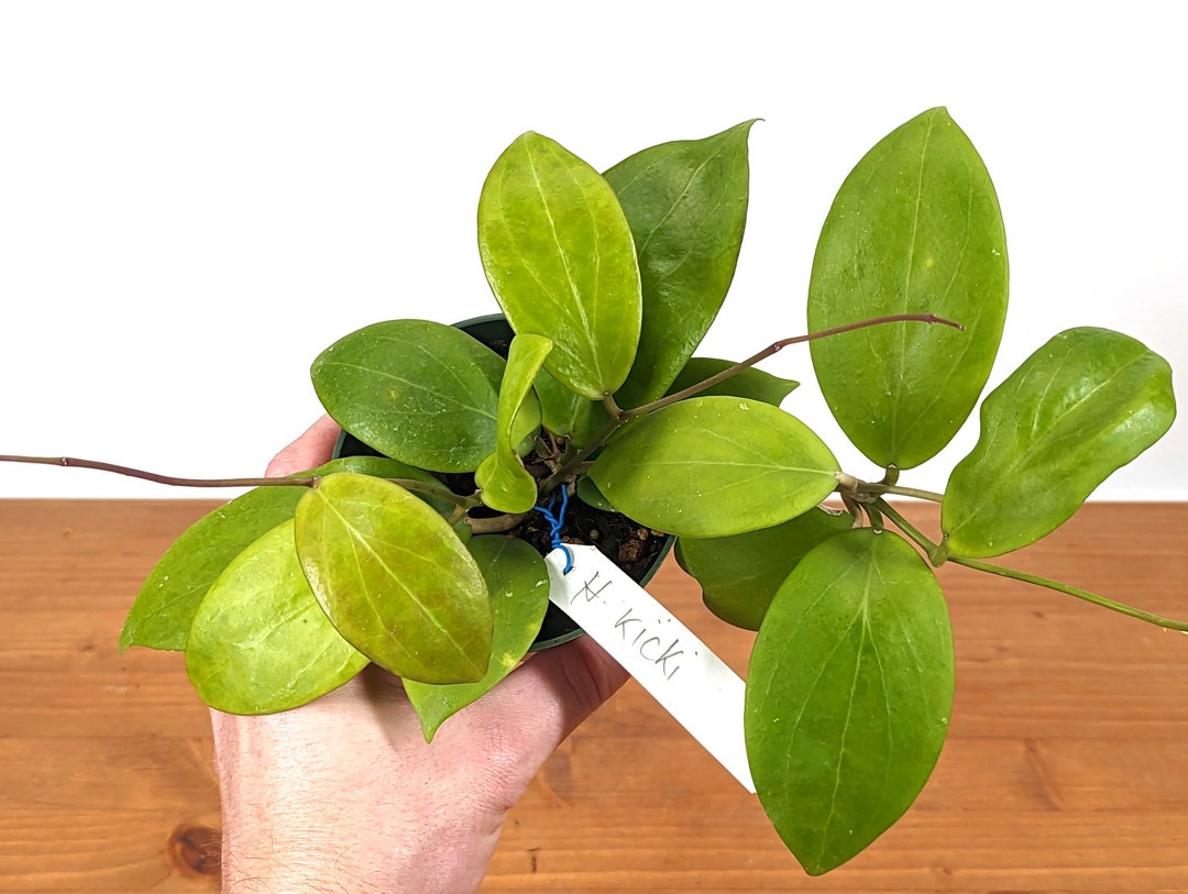 Hoya Kicki live Flowering Aroid Plant Grows as a Vine 4 Inch Pot - Etsy