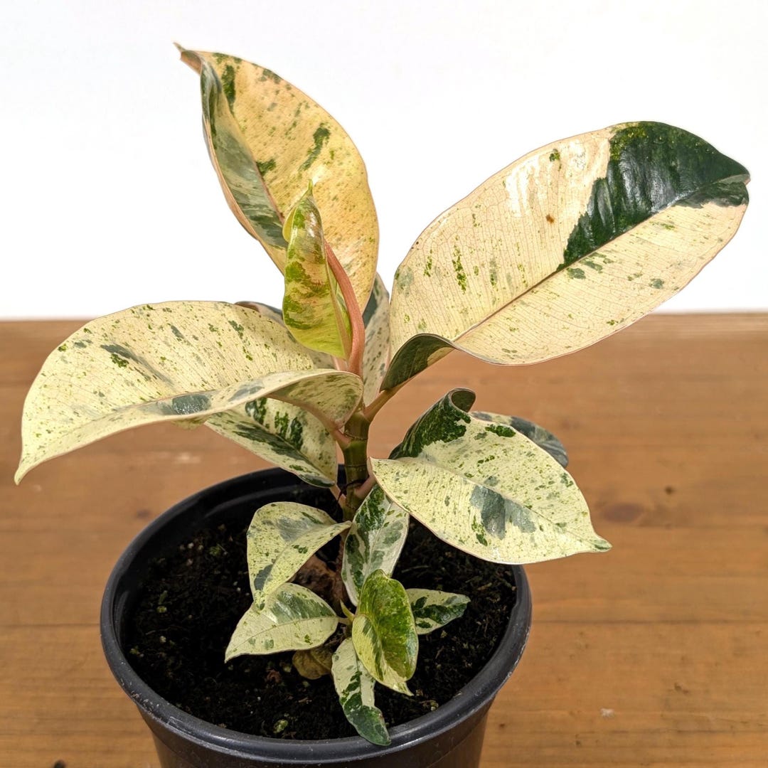 Ficus Shivereana Moonshine Rubber Tree Live Rare House Plant Indoors - Etsy