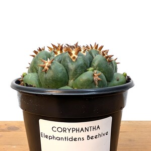 Coryphantha Elephantidens Beehive Cactus "elephant Tooth Cactus ...