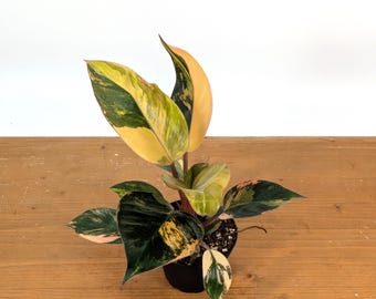 US Seller Philodendron Red Congo Variegated - Etsy