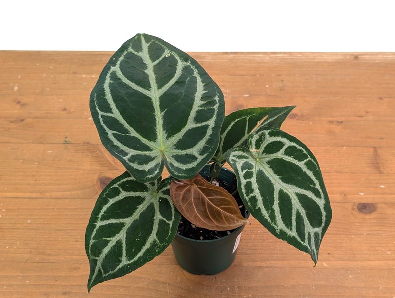Anthurium Forgetii X Silver Blush - Assorted 4" Pots - Etsy