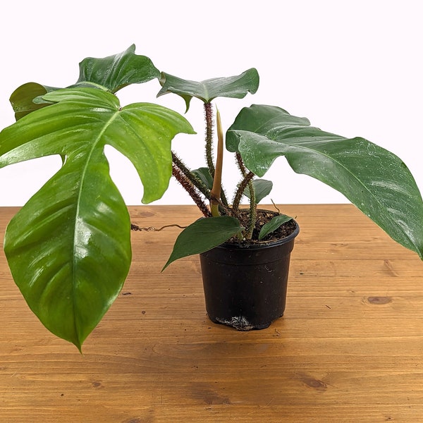 Philodendron Squamiferum - Etsy