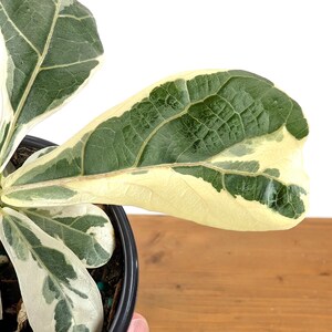 Variegated Fiddle Leaf Fig - Ficus Lyrata Variegated Rubber Tree in 3.5 ...