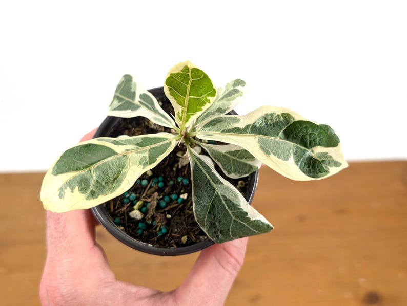 Variegated Fiddle Leaf Fig - Ficus Lyrata Variegated Rubber Tree - Etsy