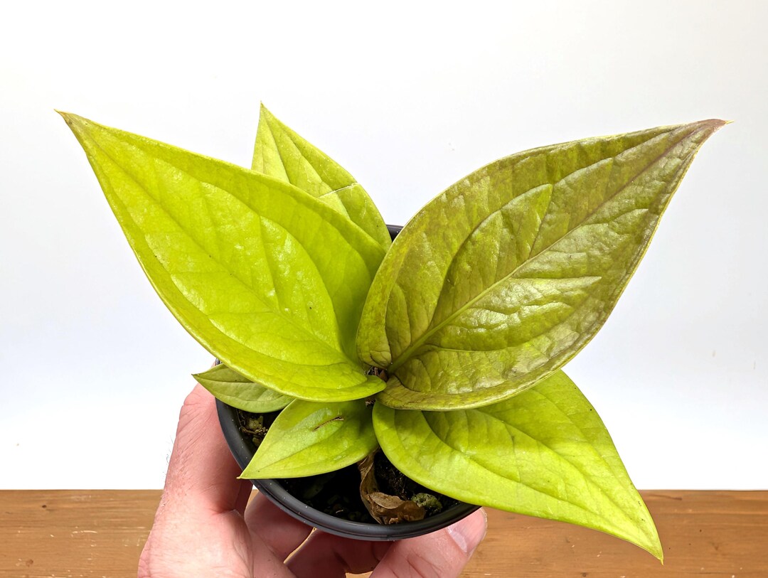 Anthurium King of Kings - Golden Jenmanii - 4" Pots - Etsy