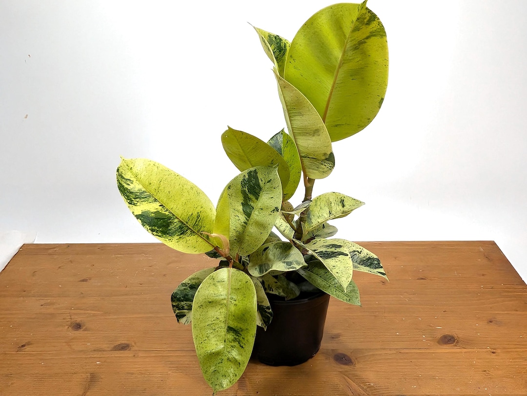 Ficus Shivereana Moonshine Rubber Tree Live Rare House Plant Indoors - Etsy
