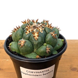 Coryphantha Elephantidens Beehive Cactus "elephant Tooth Cactus ...