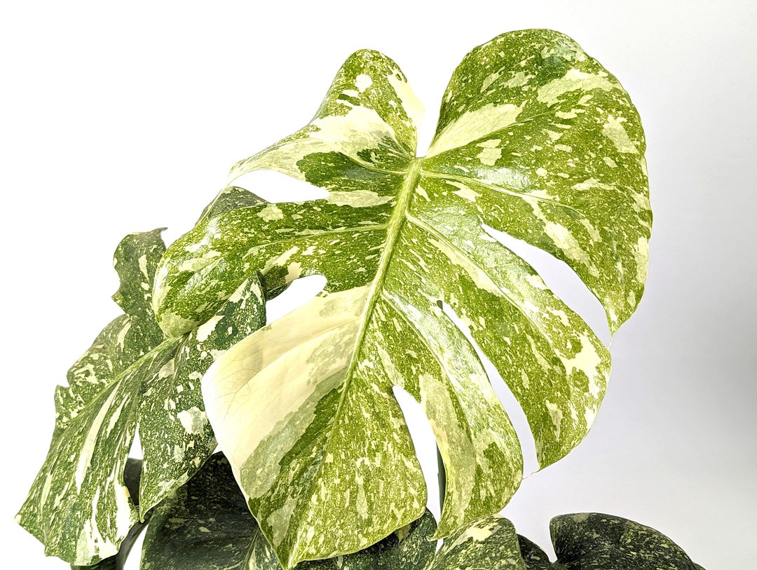 Blizzard Monstera Thai Constellation EXACT HIGH Variegation 8 Inch Pot ...