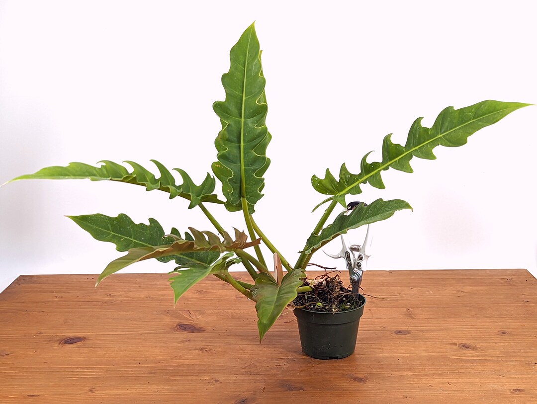Philodendron Jungle Boogie Tiger Tooth Wild Type - Etsy