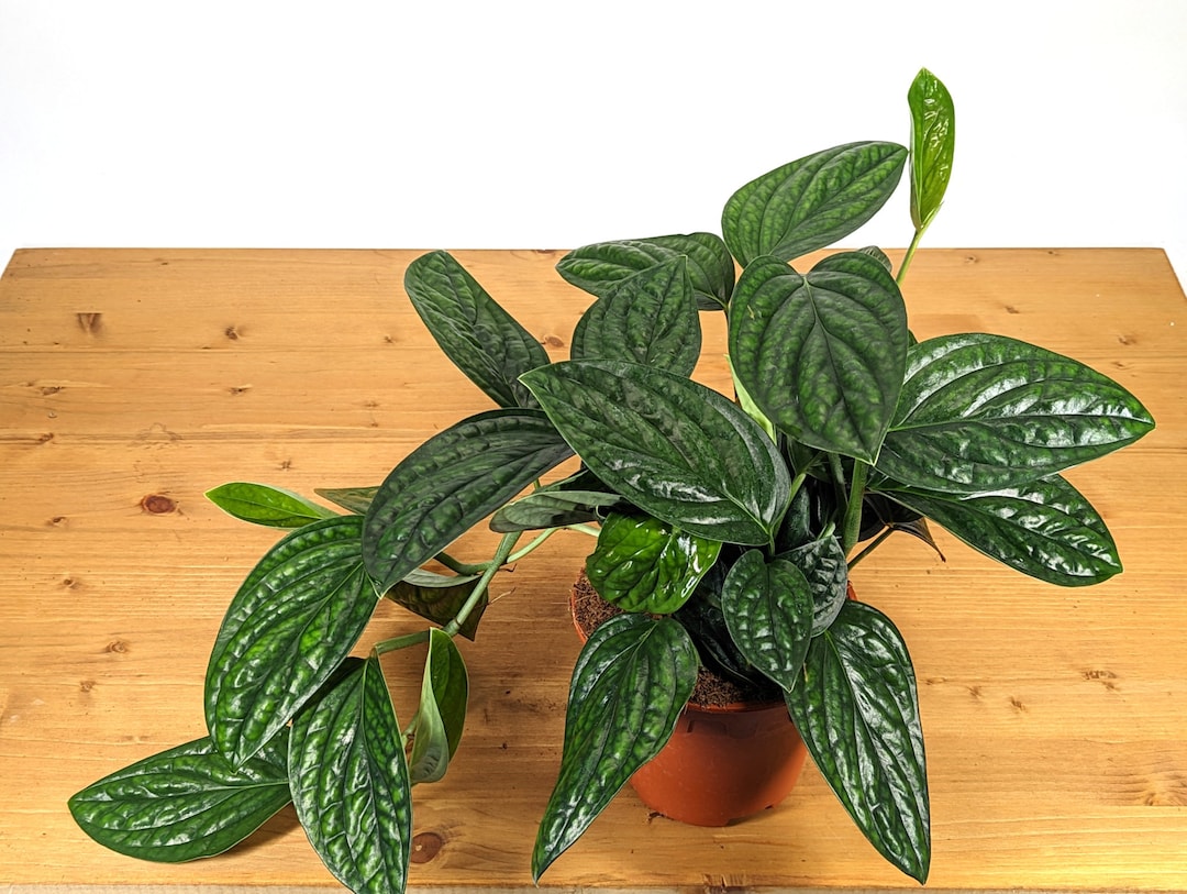 Monstera Peru Karstenianum Live Vining Tropical Plant - Etsy
