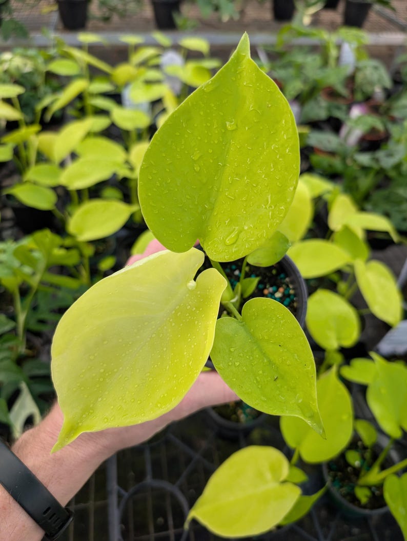 Monstera Lemon Lime - Etsy