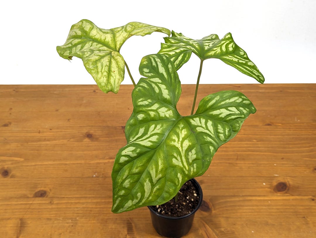 Cercestis Mirabilis RARE Grower's Choice in 4 Inch Pot - Etsy