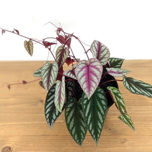 Cissus Discolor Javana Climbing Rex Bogonia - Etsy