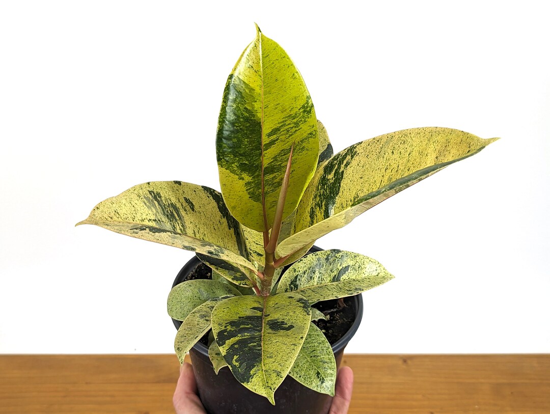 Ficus Shivereana Moonshine Rubber Tree Live Rare House Plant Indoors - Etsy