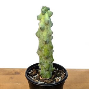 Boobie Cactus 4 Inch Pot Myrtillocactus Geometrizans Fukurokuryuzinboku ...