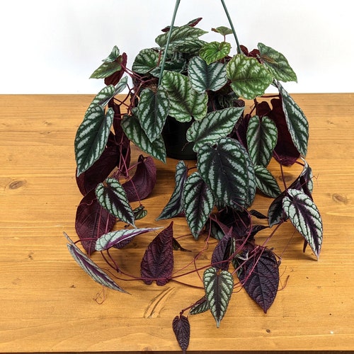 Cissus Discolor Javana Climbing Rex Bogonia 6 Inch Hanging - Etsy