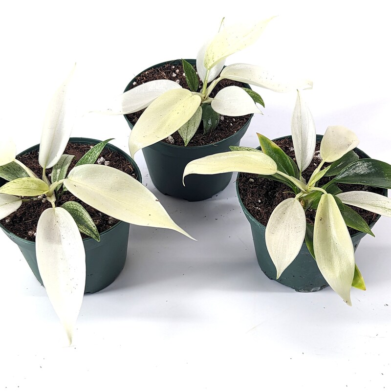 Florida Ghost Philodendron - Etsy