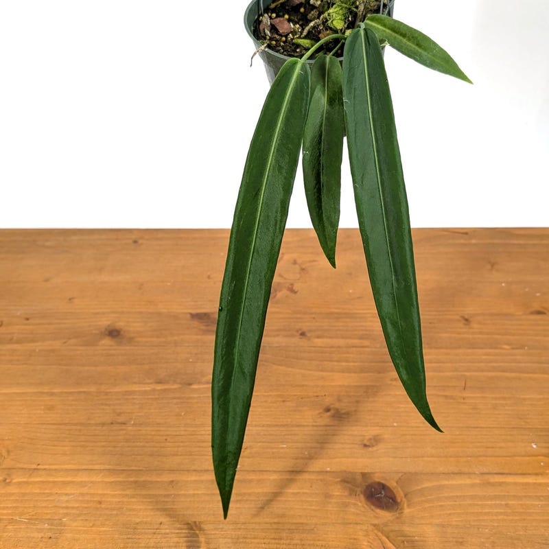 Anthurium Rare Plants - Etsy