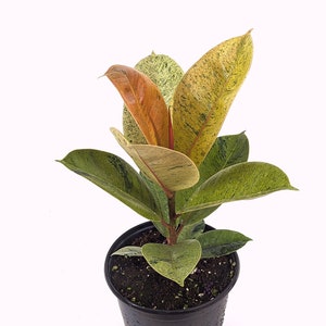 Ficus Shivereana Moonshine Rubber Tree Live Rare House Plant Indoors - Etsy
