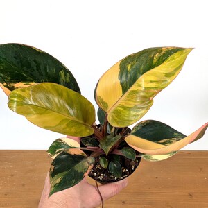 Philodendron Red Congo Variegated | 4 Inch Pot or 6 Inch Pot - Etsy