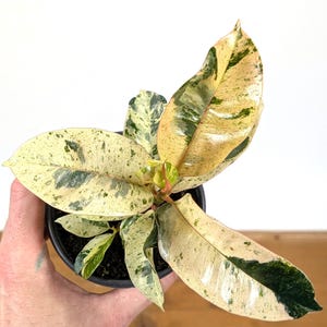 Ficus Shivereana Moonshine Rubber Tree Live Rare House Plant Indoors - Etsy