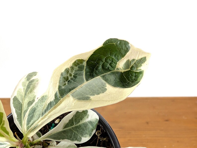Variegated Fiddle Leaf Fig - Ficus Lyrata Variegated Rubber Tree - Etsy