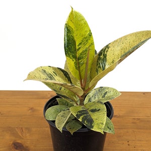 Ficus Shivereana Moonshine Rubber Tree Live Rare House Plant Indoors - Etsy