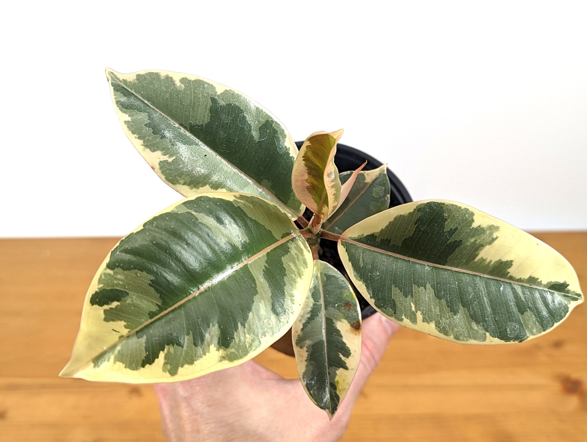 Ficus Elastica Decora