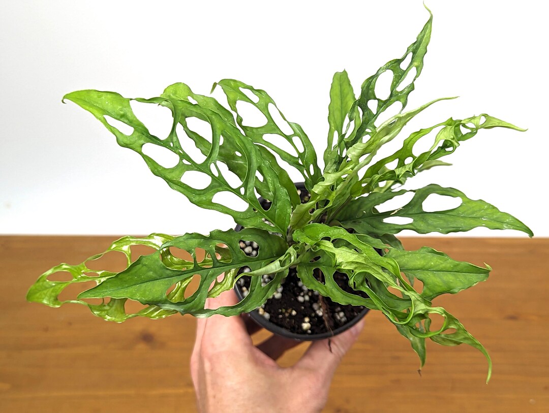 Holey Moley - Monstera Obliqua Peru - 4 Inch Pot - Live Rare Tropical ...