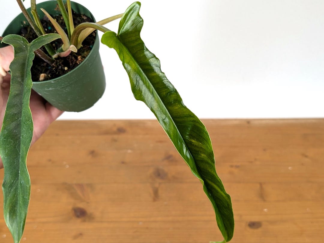 Philodendron Paloraense Cf X Tortum - 4 Inch Assorted Pots - Beautiful ...