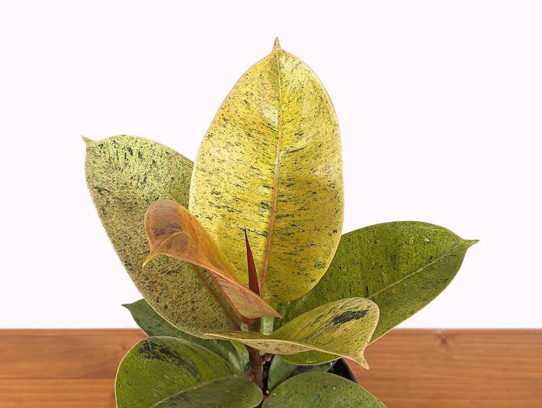 Ficus Shivereana Moonshine Rubber Tree Live Rare House Plant Indoors - Etsy