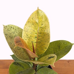Ficus Shivereana Moonshine Rubber Tree Live Rare House Plant Indoors - Etsy