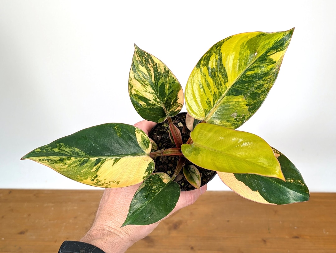 Vibrant Variegated Yellow Congo Philodendron - Rare Exotic Tropical ...