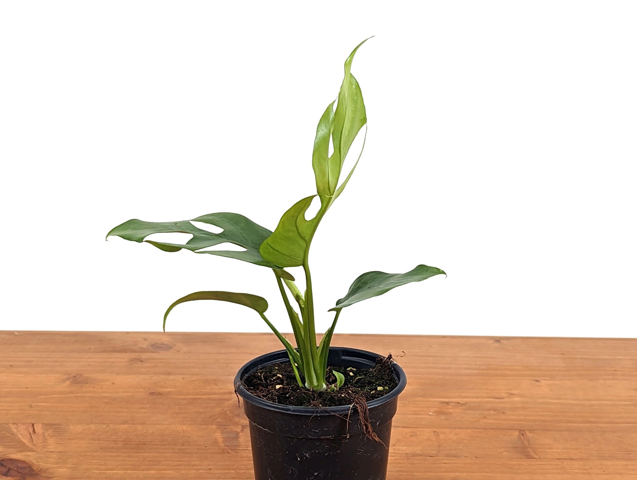 Rhaphidophora Tetrasperma Mini Monstera Ginny 4 Inch Pot or - Etsy