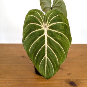 Philodendron Gloriosum Zebra 'white Stripes' - Etsy