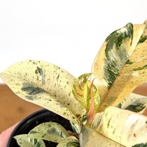 Ficus Shivereana Moonshine Rubber Tree Live Rare House Plant Indoors - Etsy