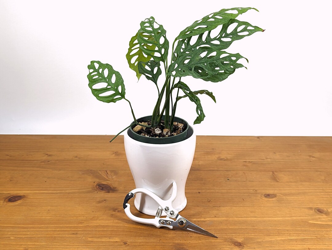 Monstera Obliqua Peru 4 Inch Pot Live Rare Tropical Aroid - Etsy