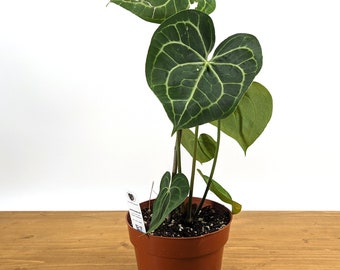 Anthurium California - Etsy