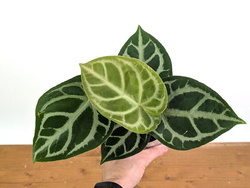 Anthurium Magnificent Silver X Silver Blush - Assorted 4" Pots - Etsy