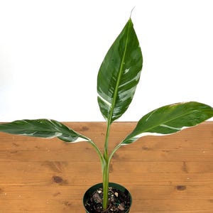 Variegated Musa Florida Banana Tree - Rare Exotic Tropical Indoor ...