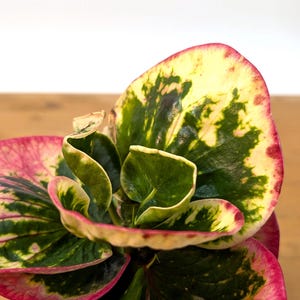 Rose Croton - 4 Inch Pot (codiaeum Variegatum) - Etsy