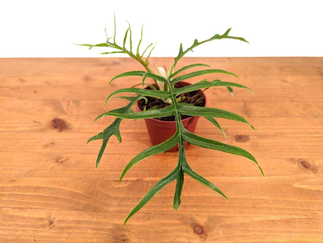Philodendron Tortum Plant in 4 or 6 Inch Grower's Pot Live Easy Care ...