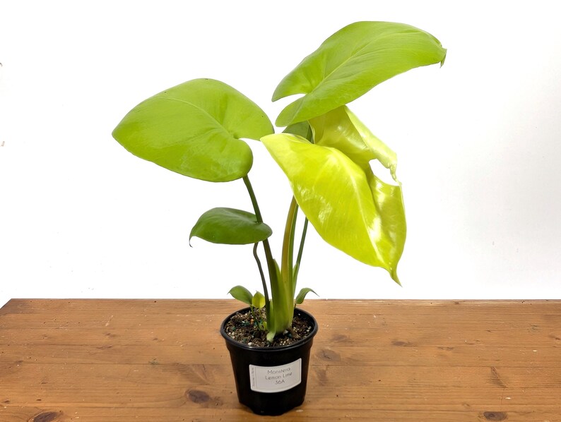 Monstera Lemon Lime - Etsy