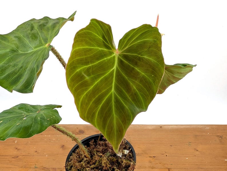 Philodendron Fibrosum X Verrucosum - Rare Hybrid 'monkey Tail' - Etsy