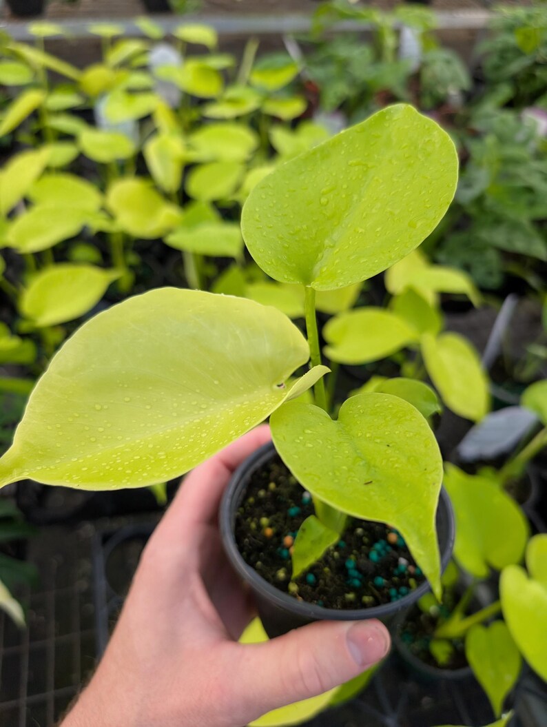 Monstera Lemon Lime - Etsy