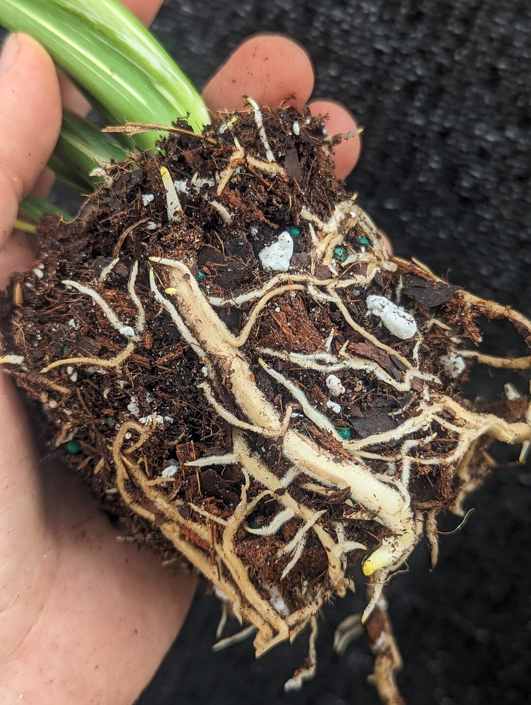 Peat-free Coarse & Chunky Aroid Potting Mix for Tropical Houseplants ...