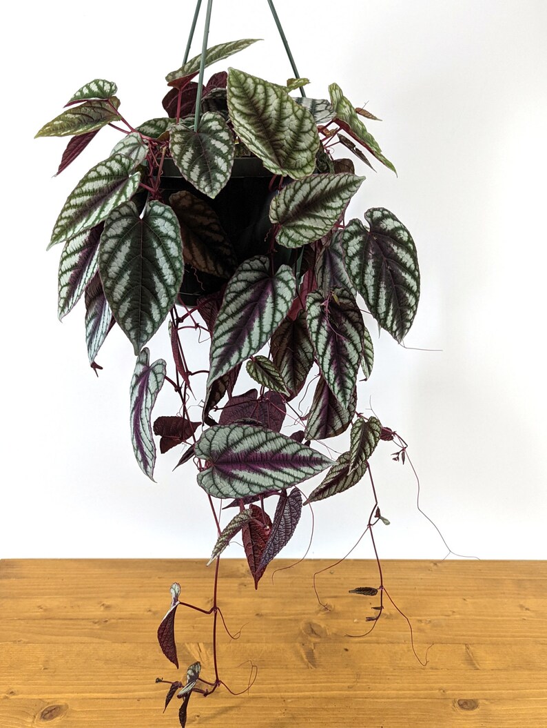 Cissus Discolor Javana Climbing Rex Bogonia - Etsy