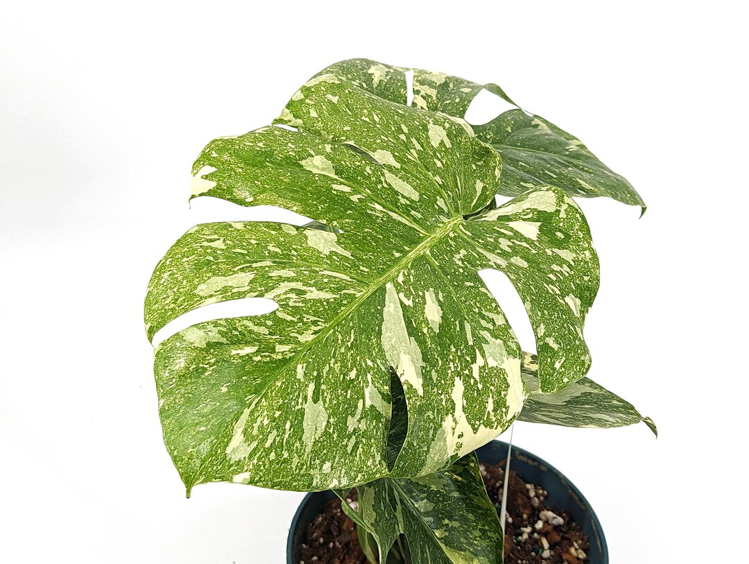 BLIZZARD Monstera Thai Constellation HIGH Variegation 8 Inch Pots Live ...