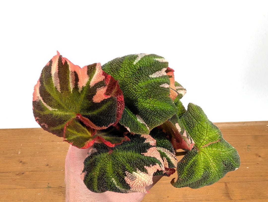 Begonia Soli Mutata Variegated - 4 Inch Pots - Etsy